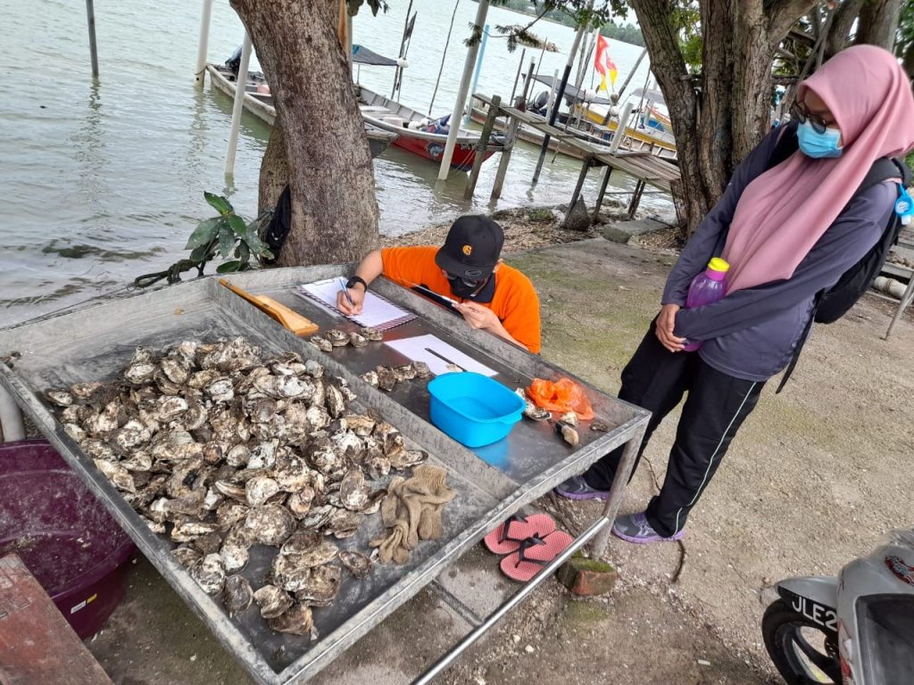 FAST jalin kerjasama dengan komuniti nelayan, kaji tiram muara Sungai ...